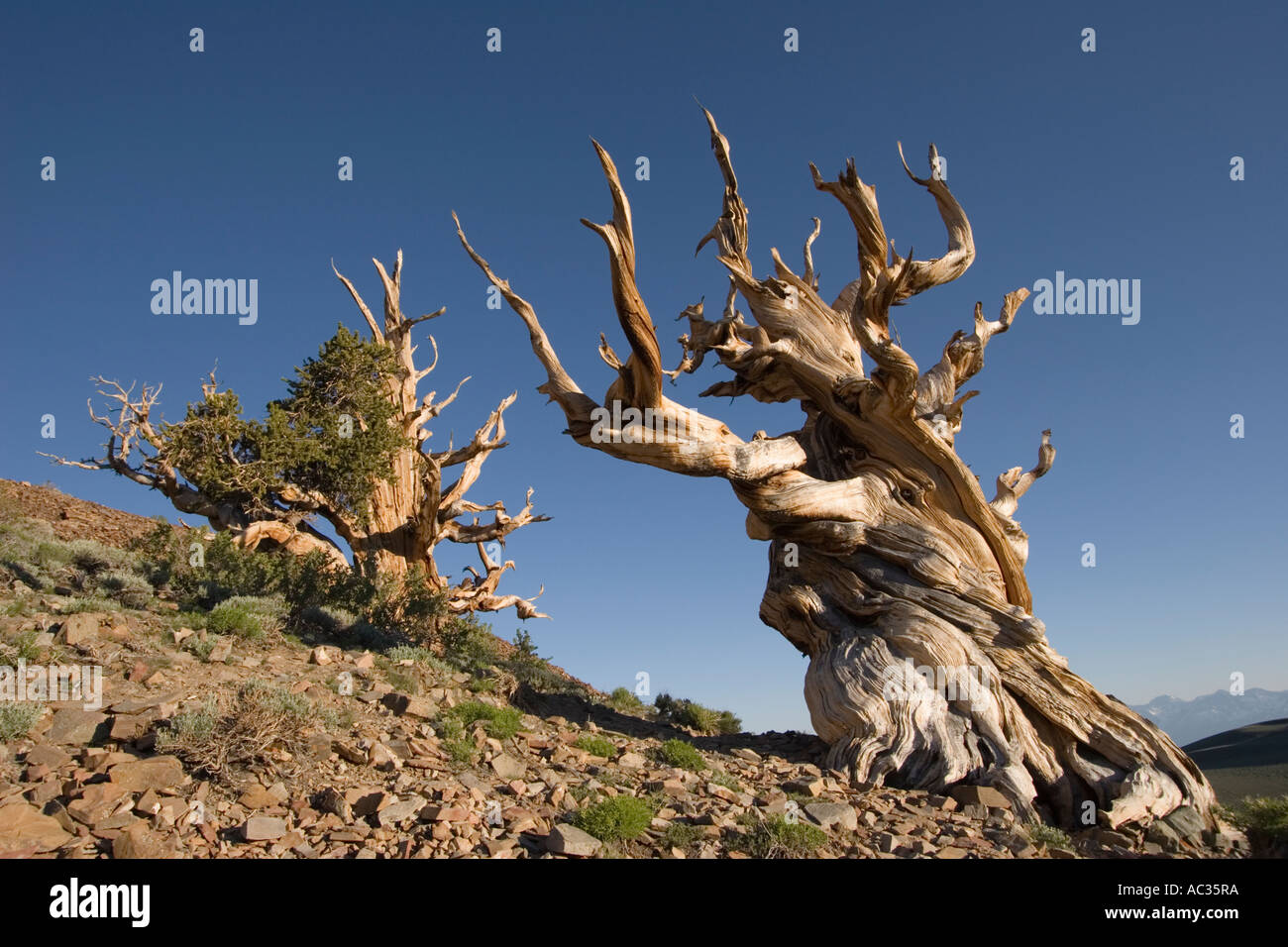 Alten Bristlecone Kiefer (Pinus Longaeva) im Schulman Grove, The ...