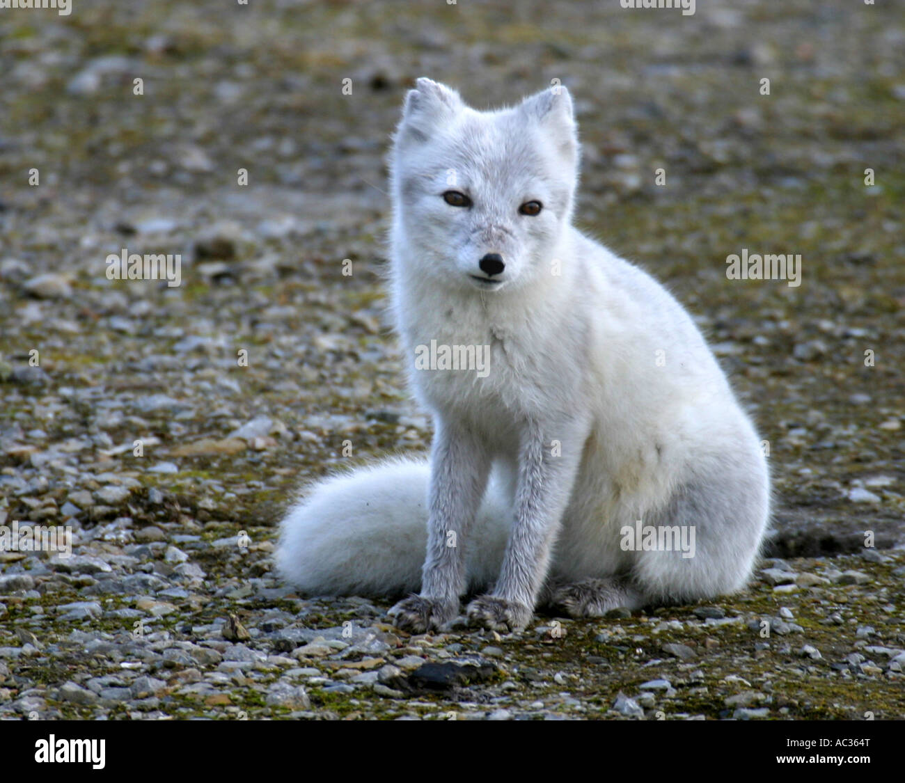 Polarfuchs, Polarfuchs (Alopex Lagopus, Vulpes Lagopus), sitzen Aon ...