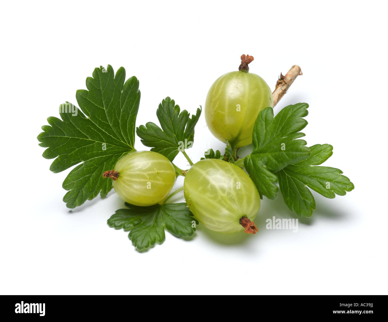 Der stachelbeere -Fotos und -Bildmaterial in hoher Auflösung – Alamy