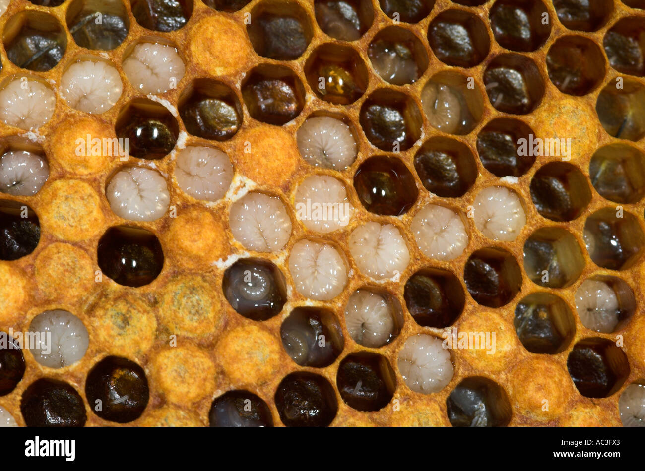 Honig Biene Apis Mellifera im Bienenstock mit Larven und Eiern in ...