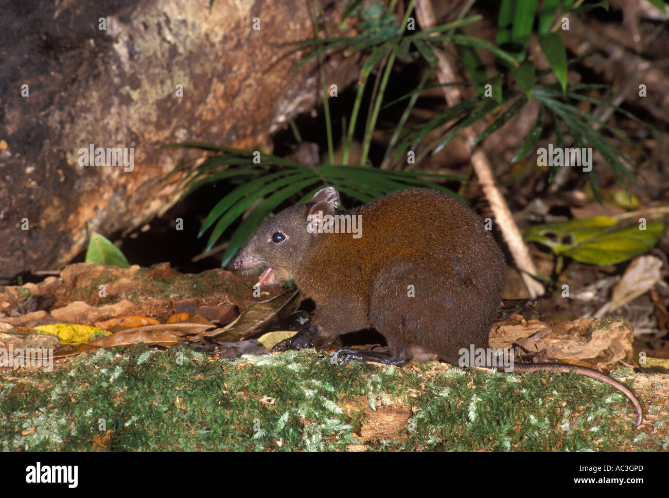 Musky rat kangaroo hypsiprymnodon moschatus smallest -Fotos und ...