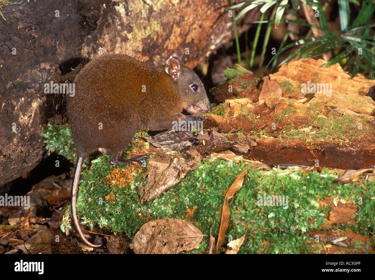 Musky rat kangaroo hypsiprymnodon moschatus smallest -Fotos und ...