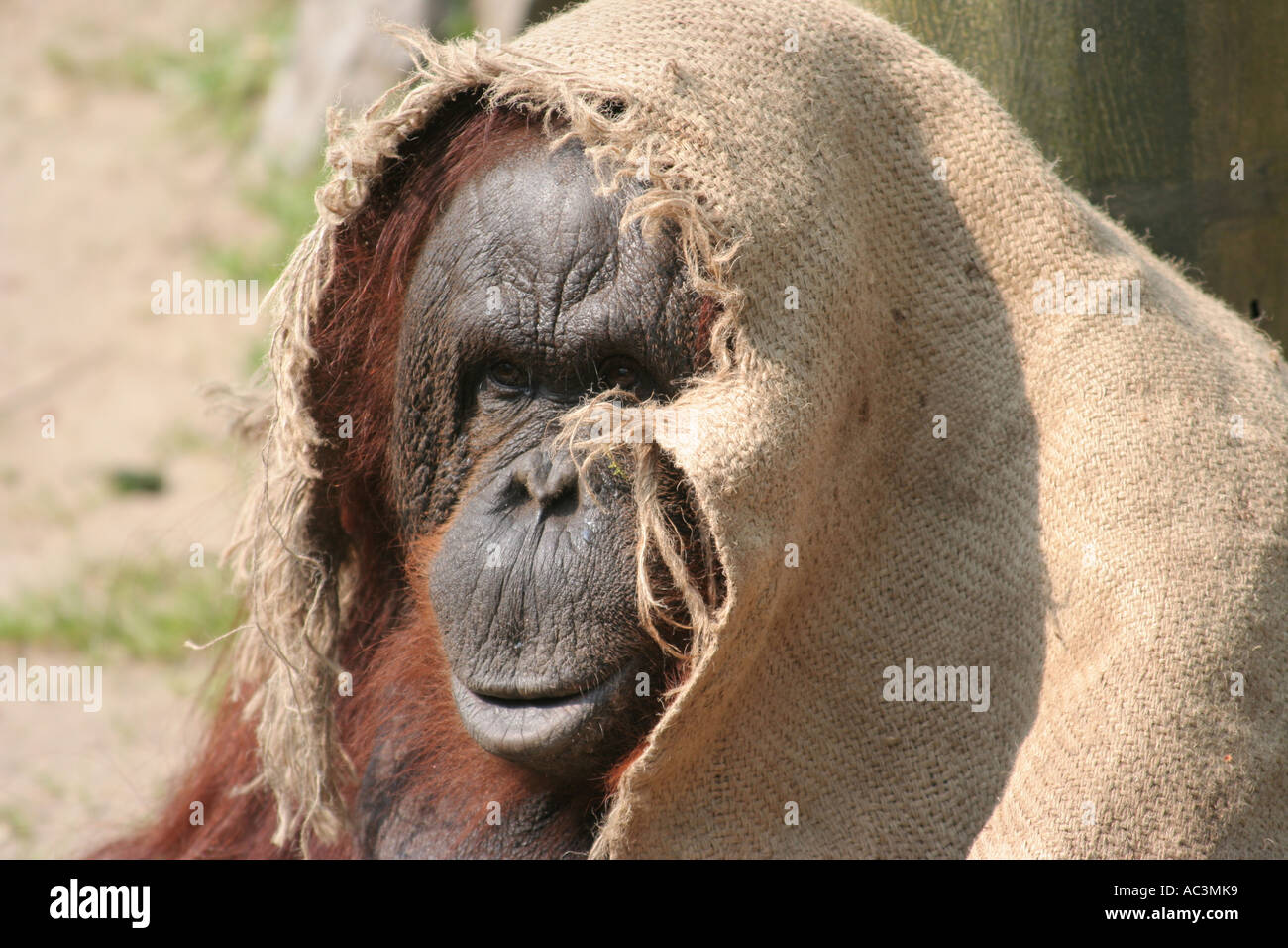 Orang utan affe -Fotos und -Bildmaterial in hoher Auflösung – Alamy