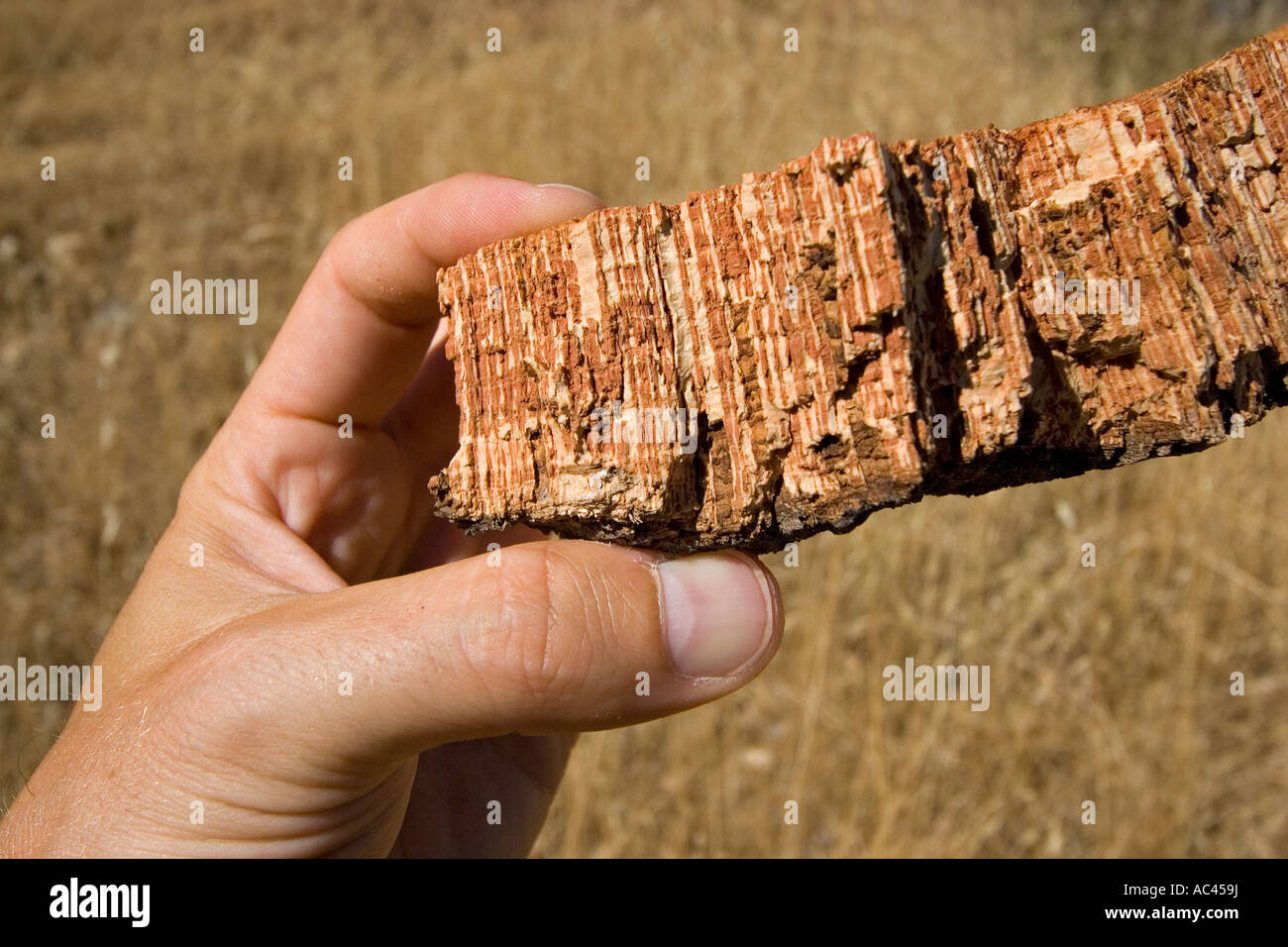 Die Rinde der Kork-Eiche (Quercus Suber). Portugal. Ecorce de Chêne ...
