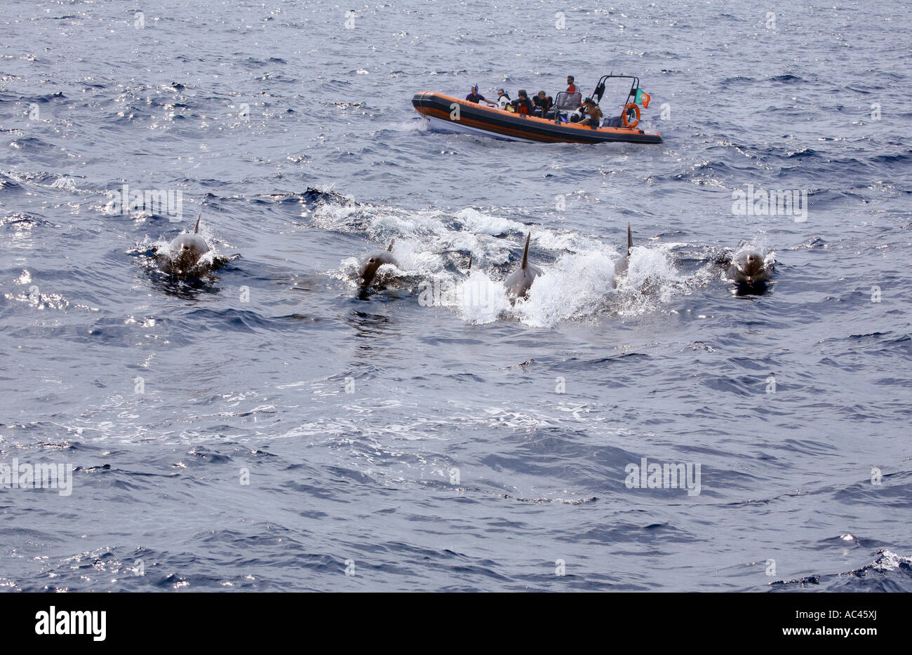 Touristen in einem Schlauchboot Delfine beobachten, sehen eine Gruppe ...