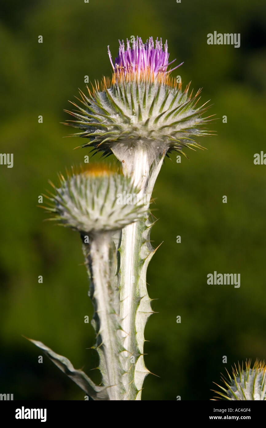 Schottische Distel, Schottlands nationales Emblem Stockfotografie - Alamy