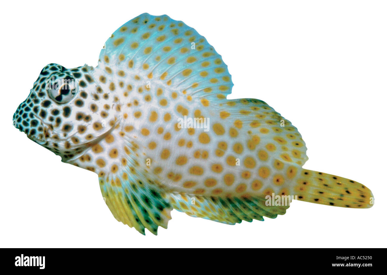 5 fische -Fotos und -Bildmaterial in hoher Auflösung – Alamy