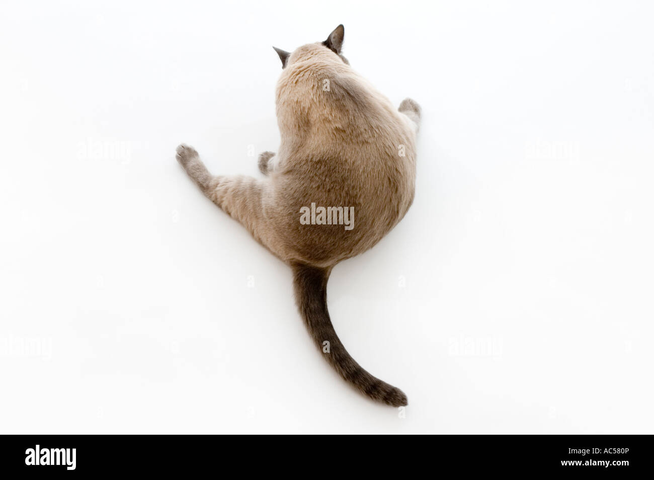Blue Point Siamkatze sitzend mit Beine ausgestreckt auf weißen ...