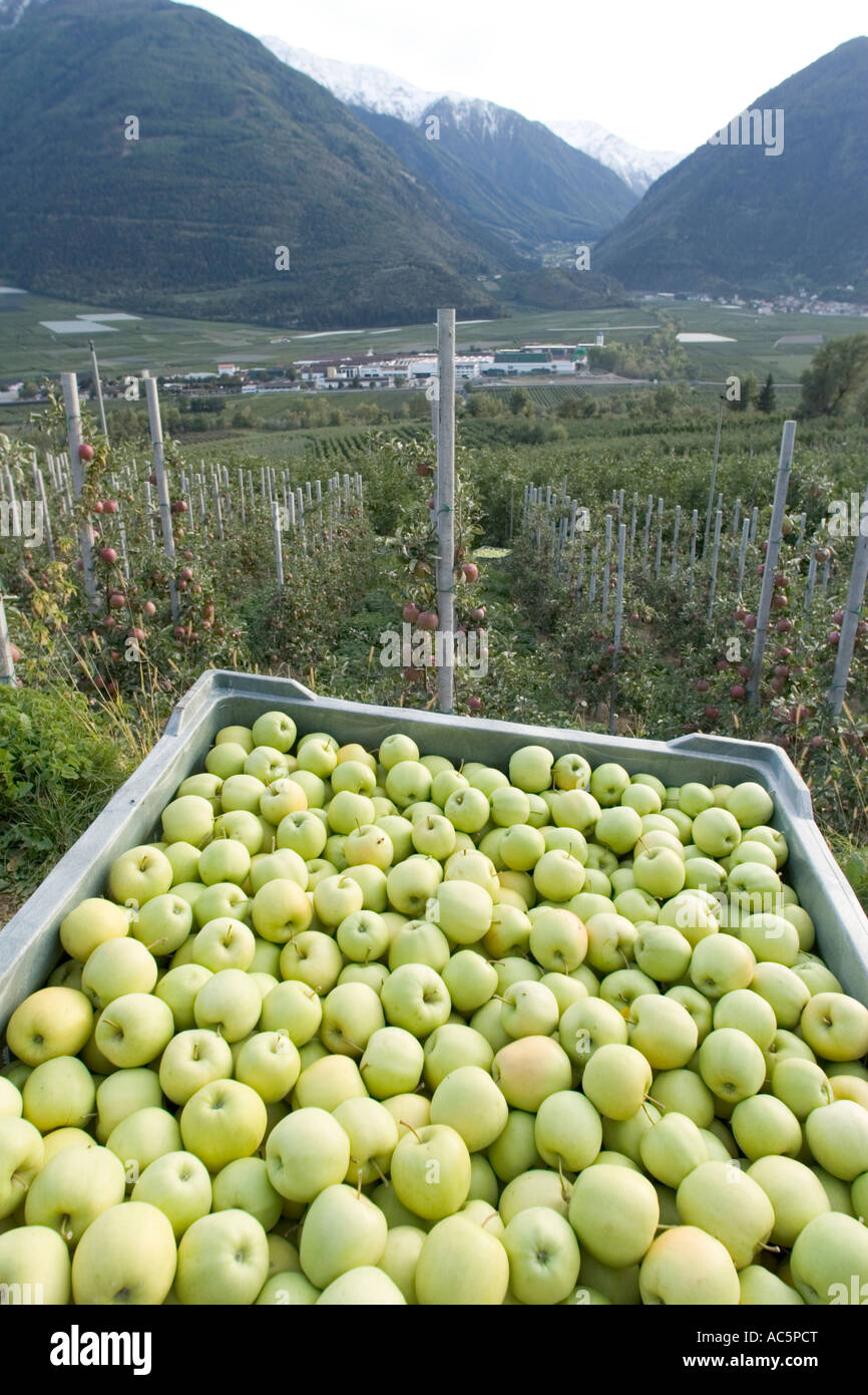 Goldener köstlicher apfel -Fotos und -Bildmaterial in hoher Auflösung ...