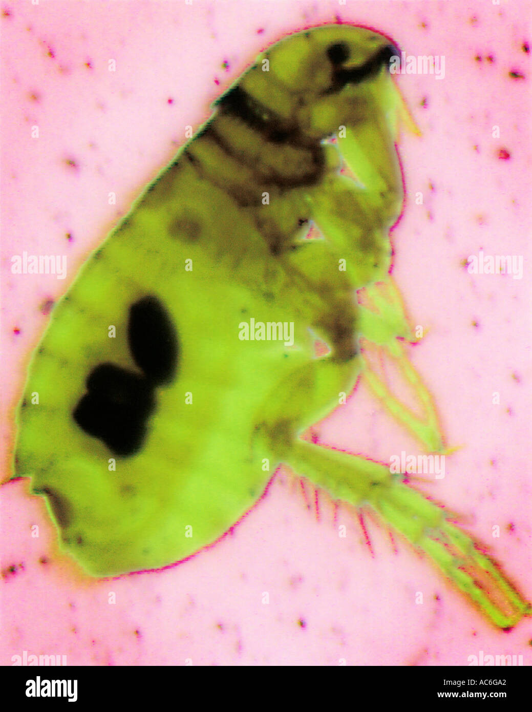 Menschlicher floh pulex irritans -Fotos und -Bildmaterial in hoher ...