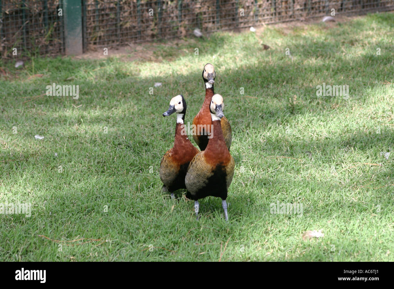 Drei enten -Fotos und -Bildmaterial in hoher Auflösung – Alamy