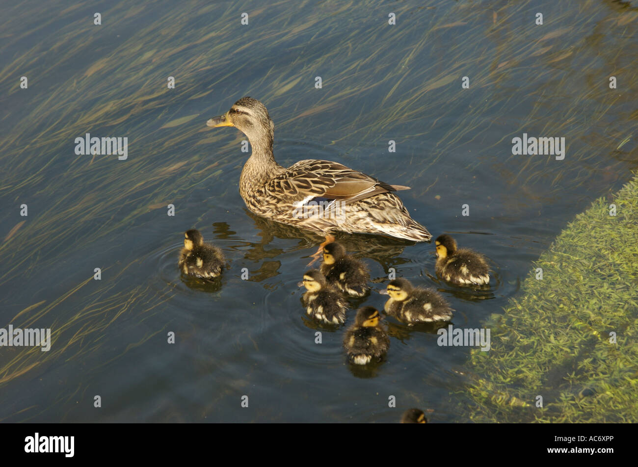 Ente ah -Fotos und -Bildmaterial in hoher Auflösung – Alamy