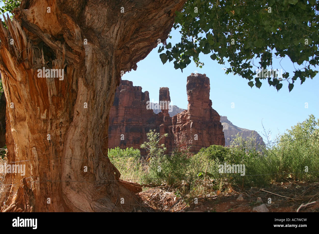 Supai dorf -Fotos und -Bildmaterial in hoher Auflösung – Alamy