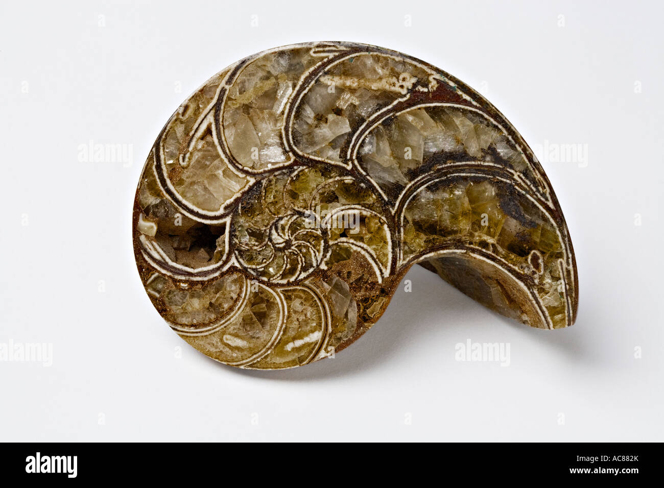 Ammoniten, Ammoniten Fossil, Madagaskar, Afrika Stockfotografie - Alamy