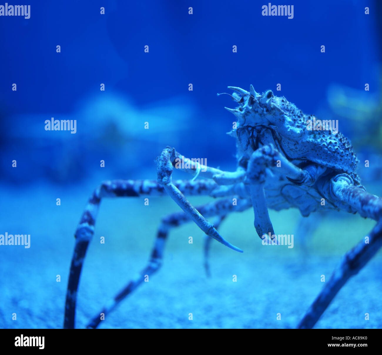 Giant crab osaka -Fotos und -Bildmaterial in hoher Auflösung – Alamy