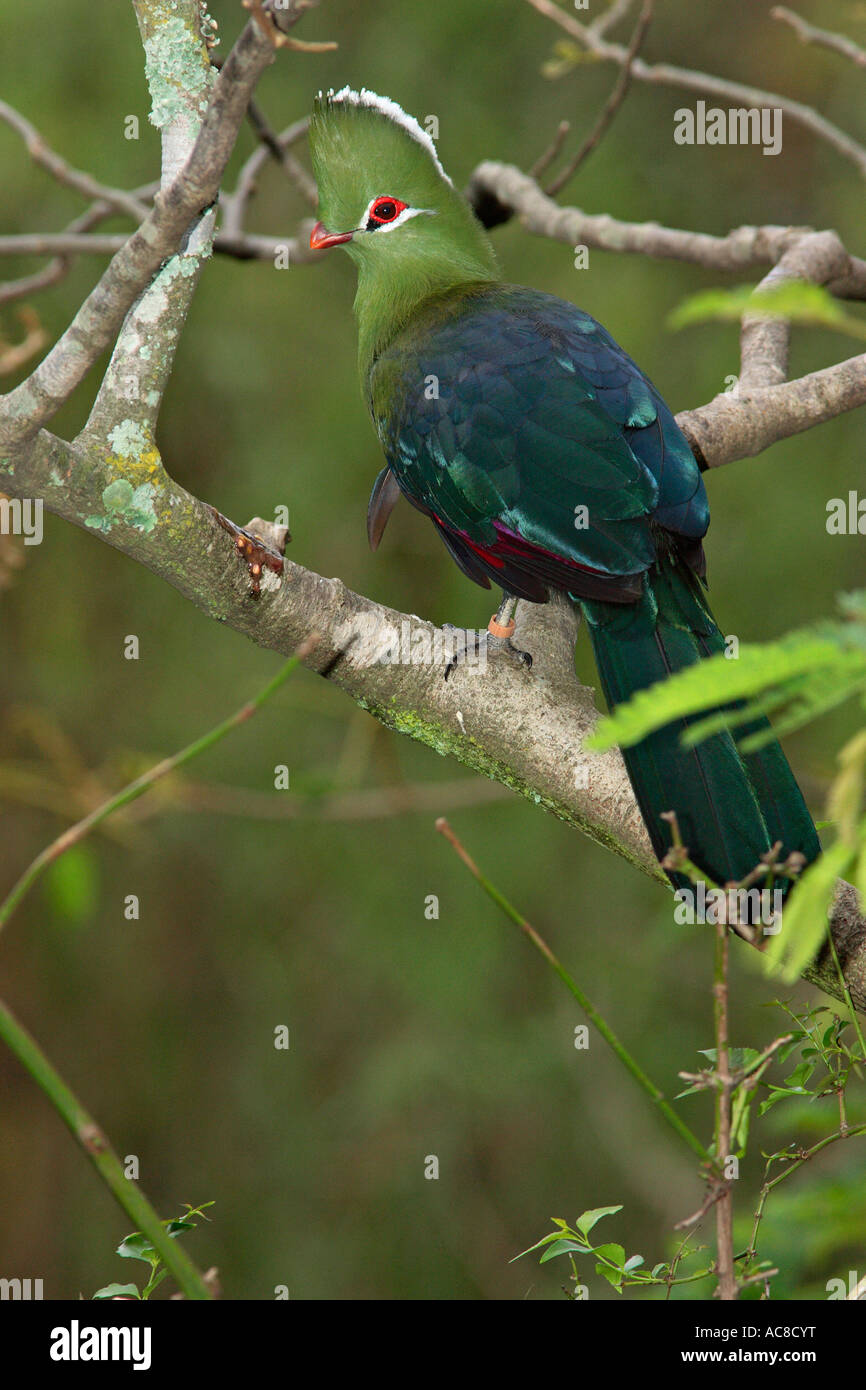 Knysna Turaco (Lourie) in einem Baumkronen Durban, Kwazulu-Natal ...