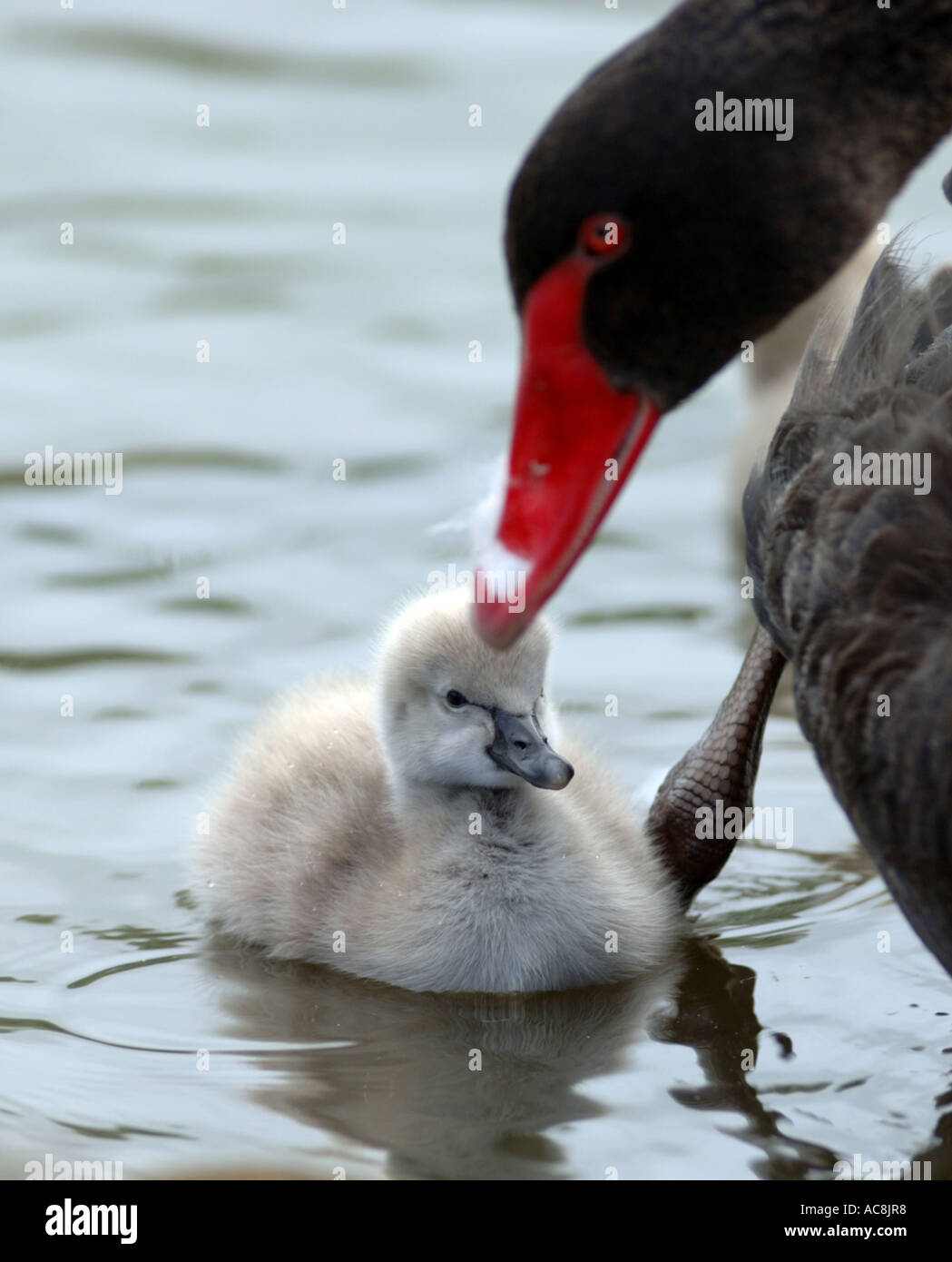 Schwarzer Schwan Cygnet Cygnets Baby Schwan Schwäne, Abbotsbury ...