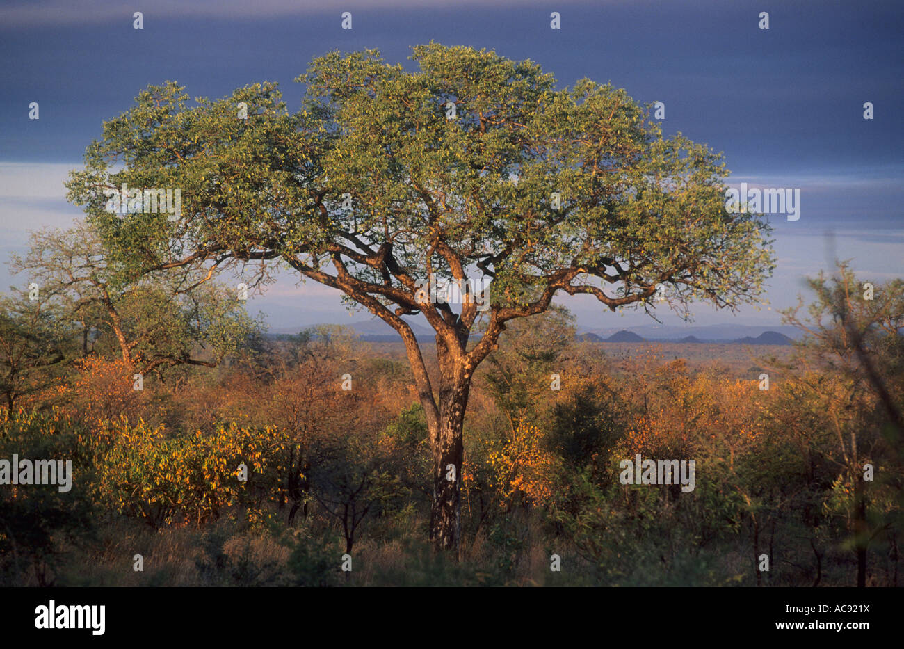 Malerische Aussicht der Marula Baum Buffelshoek, Sabi Sand Wildtuin ...