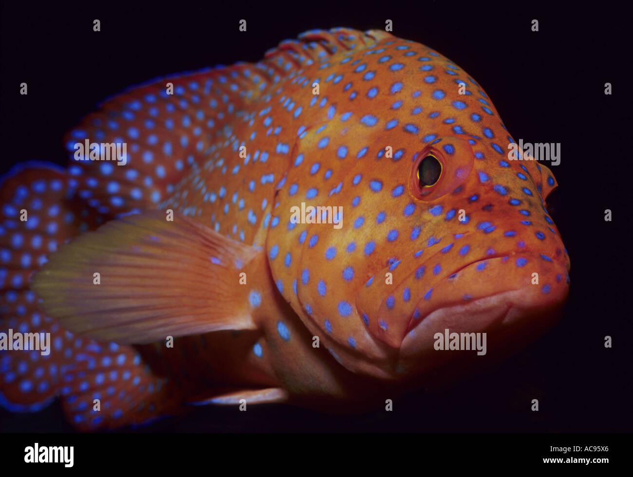 Leopard korallenbarsch -Fotos und -Bildmaterial in hoher Auflösung – Alamy