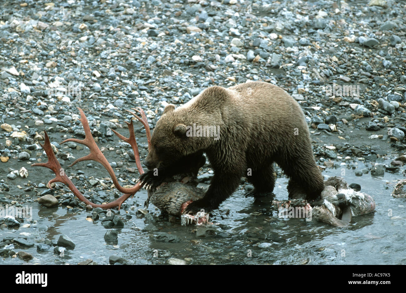 Karibu kadaver -Fotos und -Bildmaterial in hoher Auflösung – Alamy