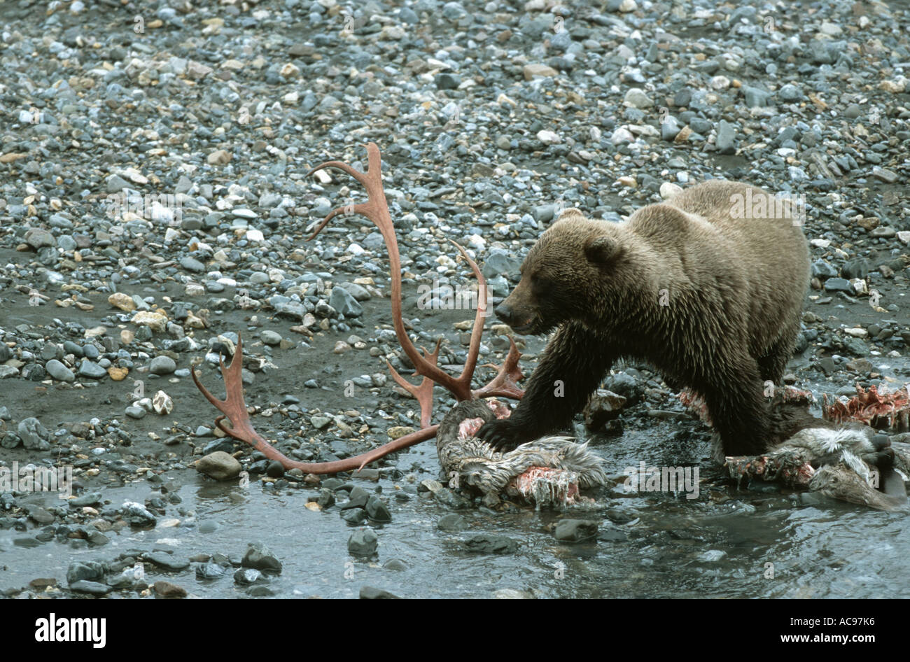 Karibu kadaver -Fotos und -Bildmaterial in hoher Auflösung – Alamy