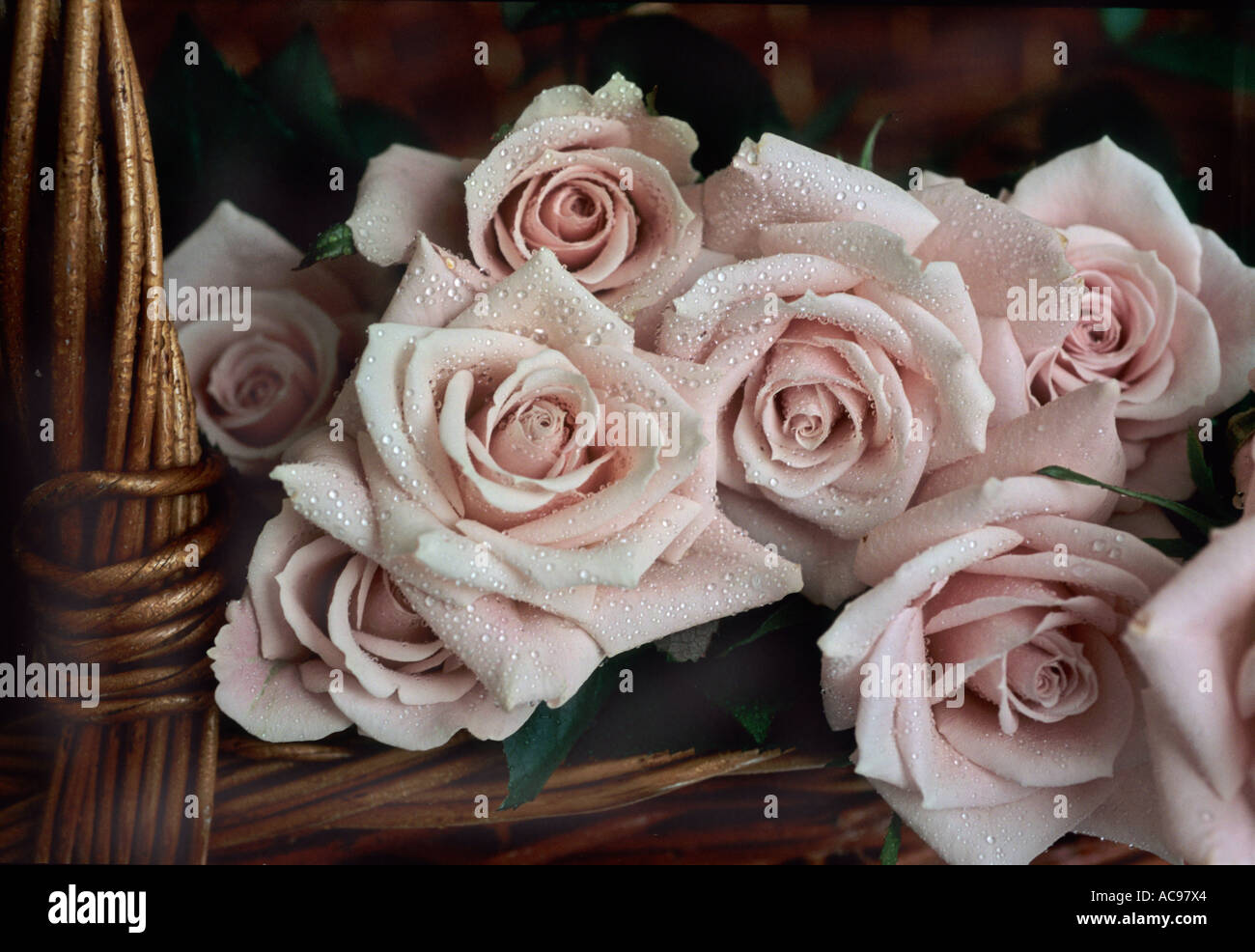 Volle rosen -Fotos und -Bildmaterial in hoher Auflösung – Alamy