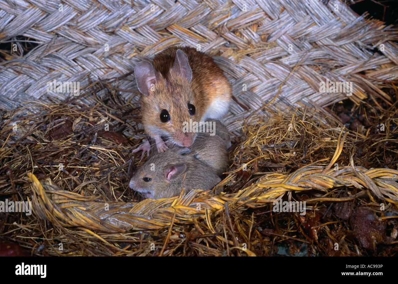 Waldmaus Apodemus Sylvaticus in Nest mit jungen Spanien Stockfotografie ...
