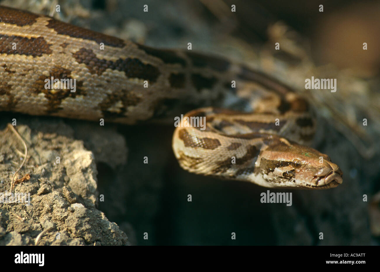 Indische pythons -Fotos und -Bildmaterial in hoher Auflösung – Alamy