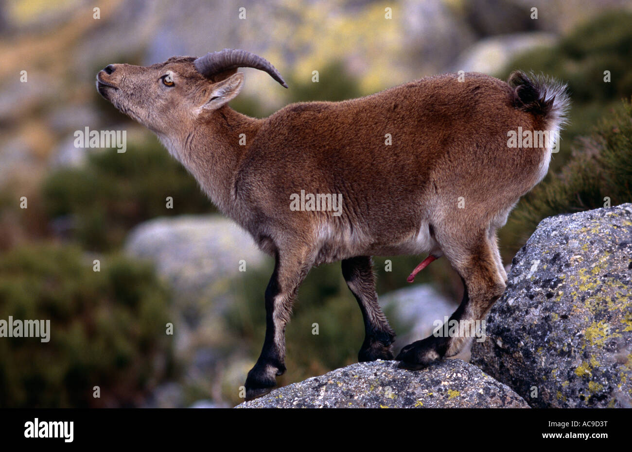 Spanischer Steinbock wilde Ziege mit erigierten Penis Capra Pyrenaica Gredos Avila Spanien ...