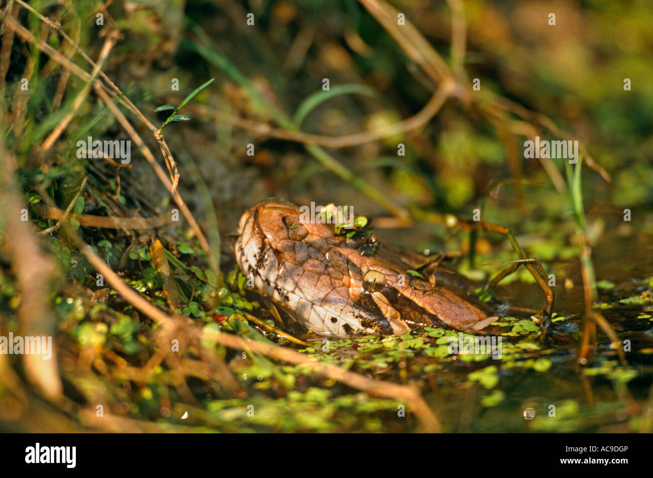 Indische Pythons Stockfotos und -bilder Kaufen - Alamy