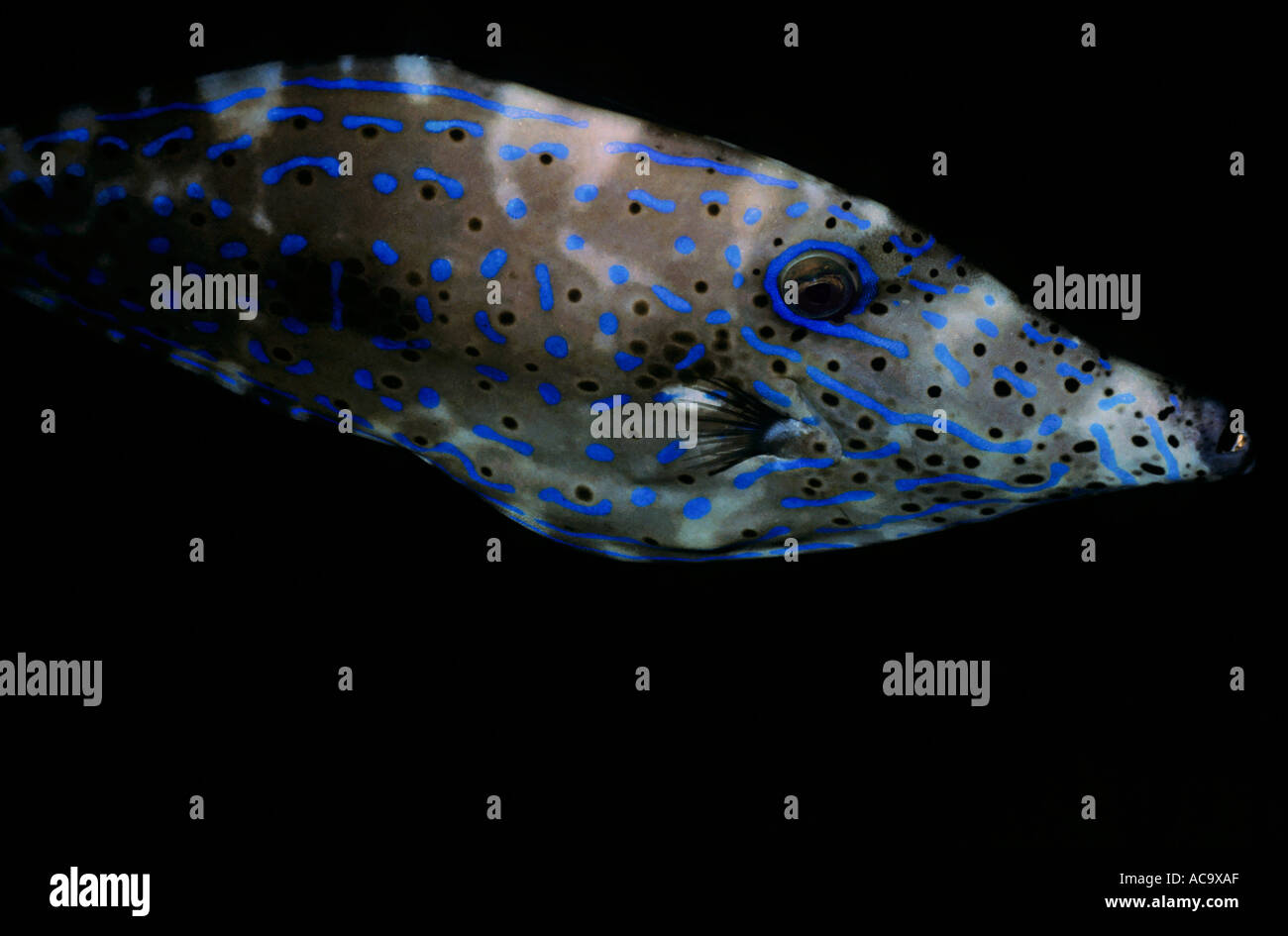 Kritzelte feilenfische -Fotos und -Bildmaterial in hoher Auflösung – Alamy