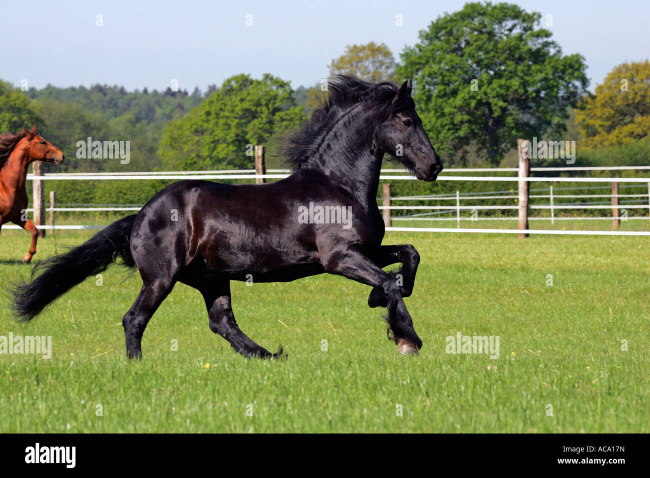 Friesen pferd -Fotos und -Bildmaterial in hoher Auflösung – Alamy