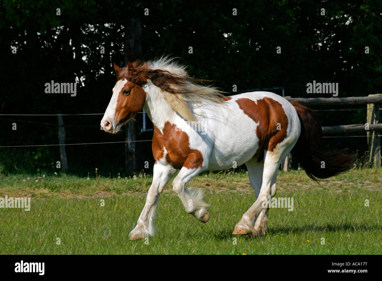 Galoppierendes Pferd irish Tinker - irish Tinker-Stute (Equus ...
