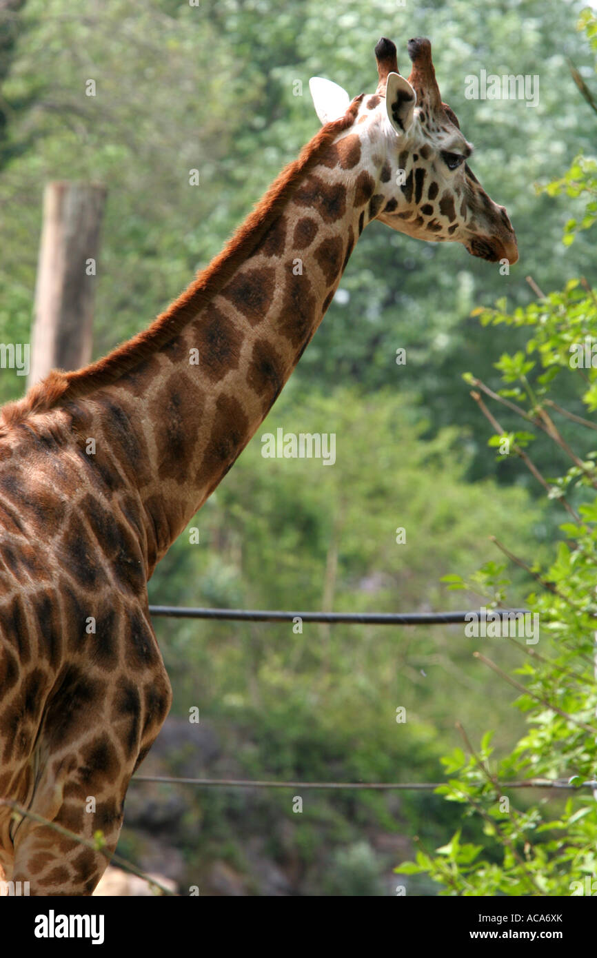 Eine junge Rothschild Giraffe Giraffa Plancius Rothschildi genießt die ...