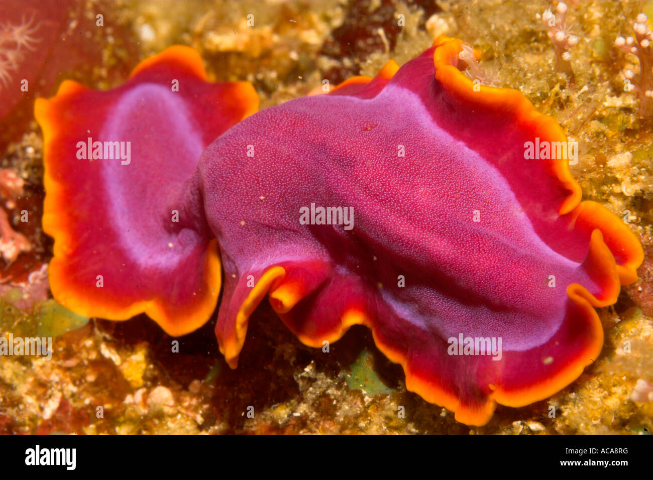 Pseudoceros ferrugineus -Fotos und -Bildmaterial in hoher Auflösung – Alamy