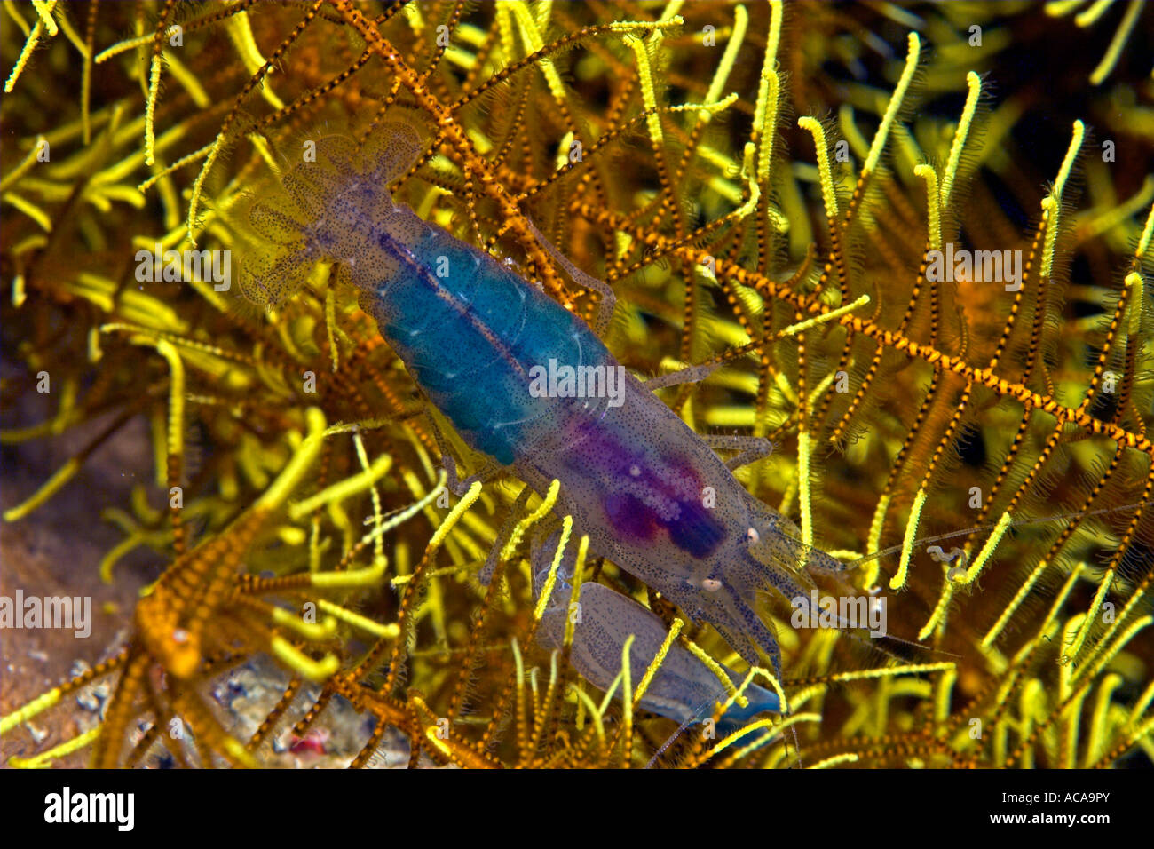 Pistol Shrimp (Alpheidae Stockfotografie - Alamy