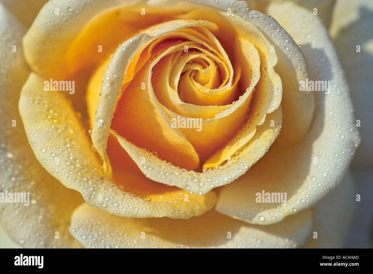 Princess pfirsich -Fotos und -Bildmaterial in hoher Auflösung – Alamy