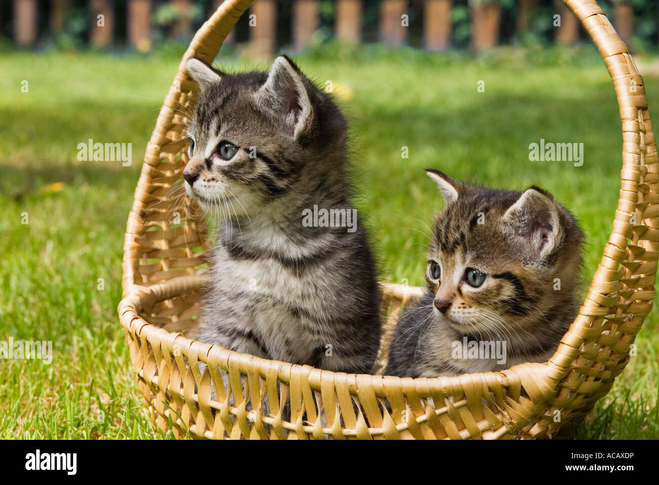Katzen korb -Fotos und -Bildmaterial in hoher Auflösung – Alamy