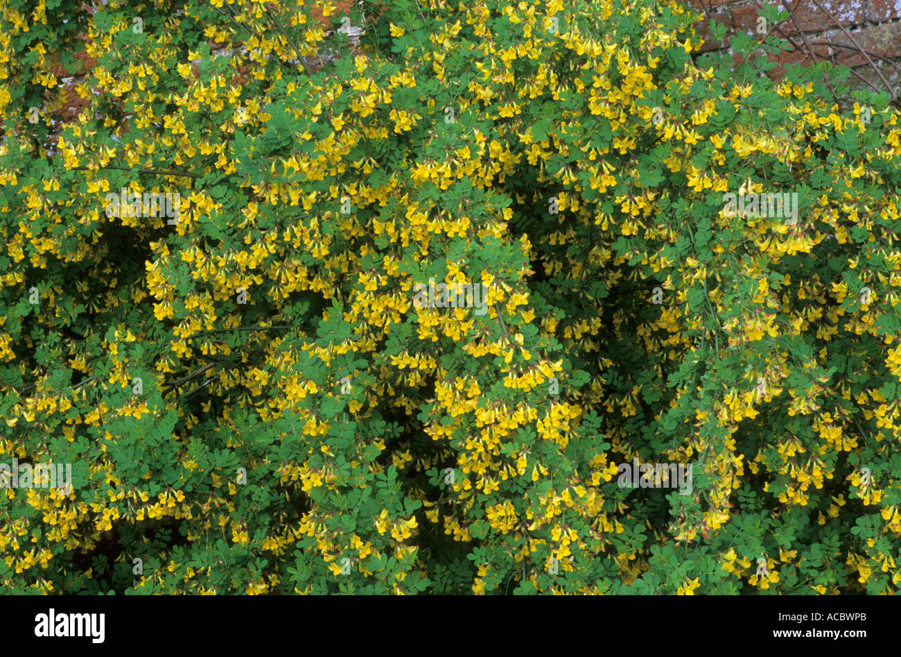 Hippocrepis Emerus Stockfotos und -bilder Kaufen - Alamy
