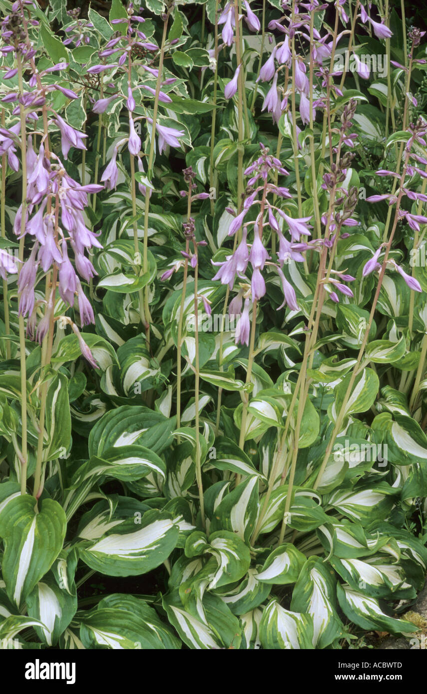 Hosta undulata var undulata mediovariegata -Fotos und -Bildmaterial in ...