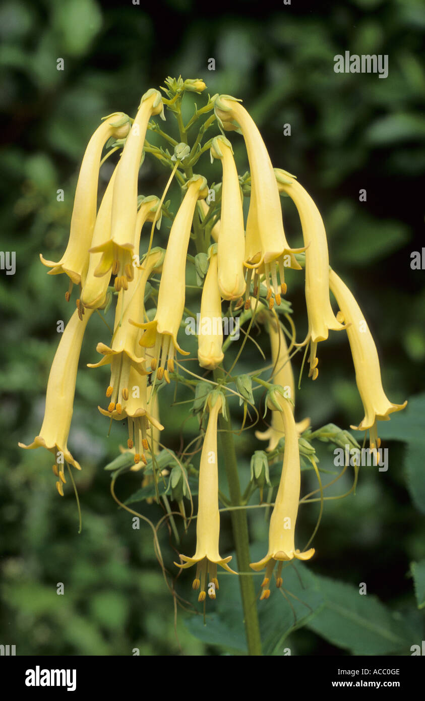 Phygelius rectus -Fotos und -Bildmaterial in hoher Auflösung – Alamy