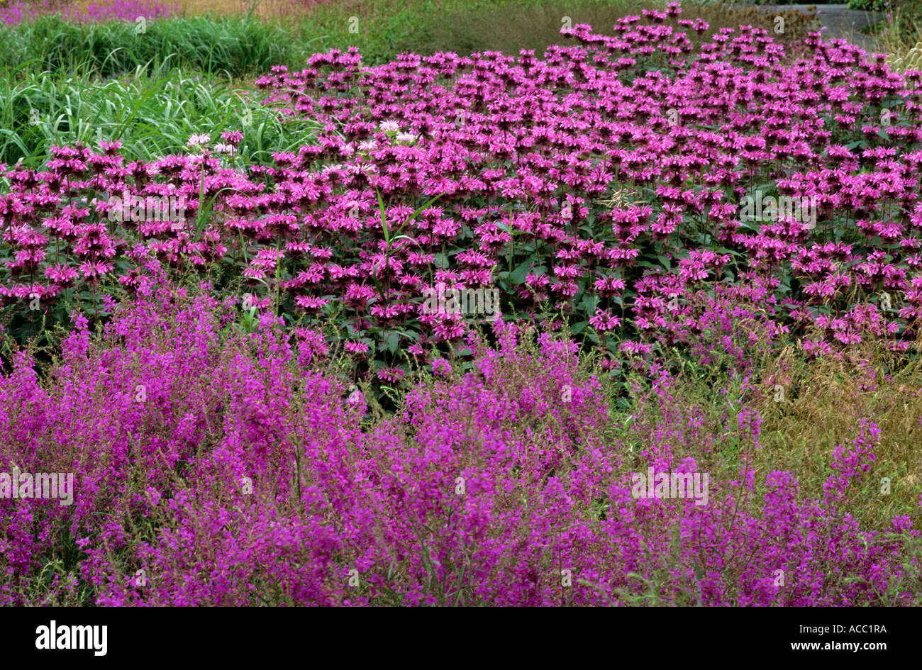 Monarda mohawk -Fotos und -Bildmaterial in hoher Auflösung – Alamy