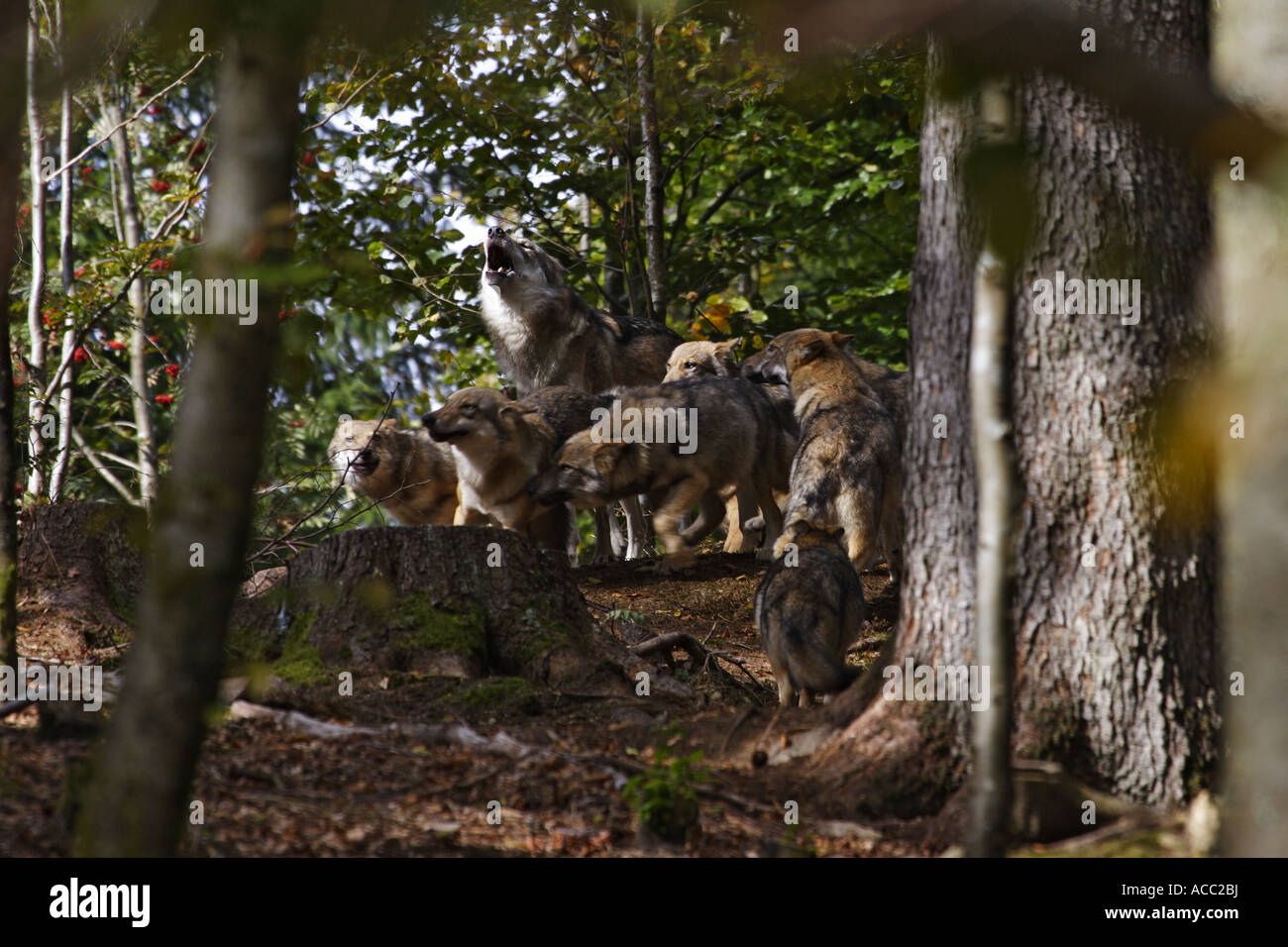 Junge wölfe -Fotos und -Bildmaterial in hoher Auflösung – Alamy