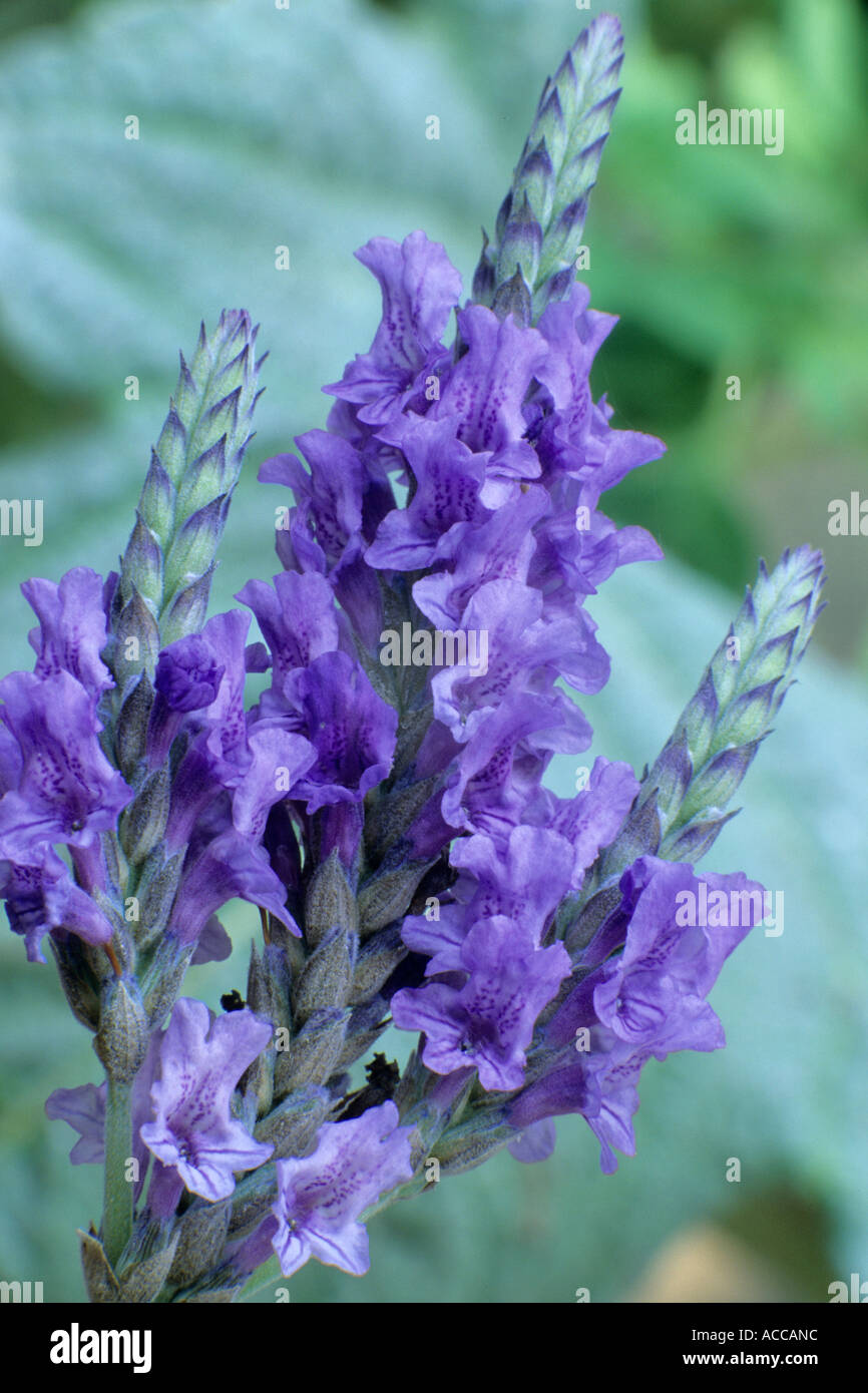 Lavandula pinnata -Fotos und -Bildmaterial in hoher Auflösung – Alamy