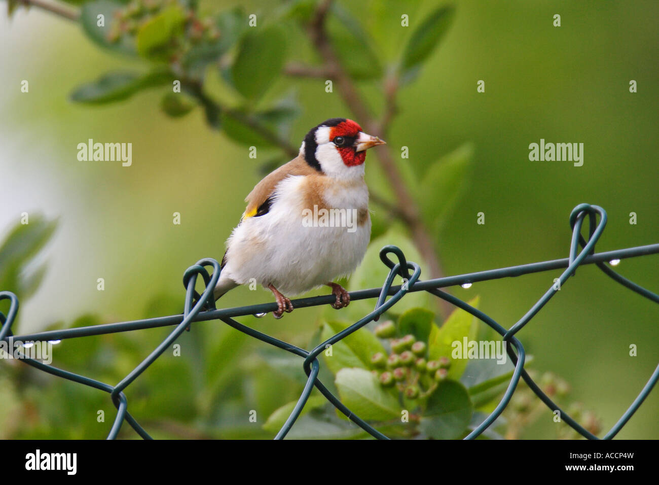 Carduelis carduelis frigoris -Fotos und -Bildmaterial in hoher ...