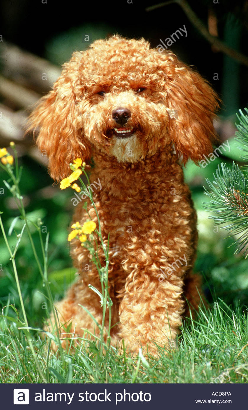 Apricot Pudel Stockfotos & Apricot Pudel Bilder - Alamy