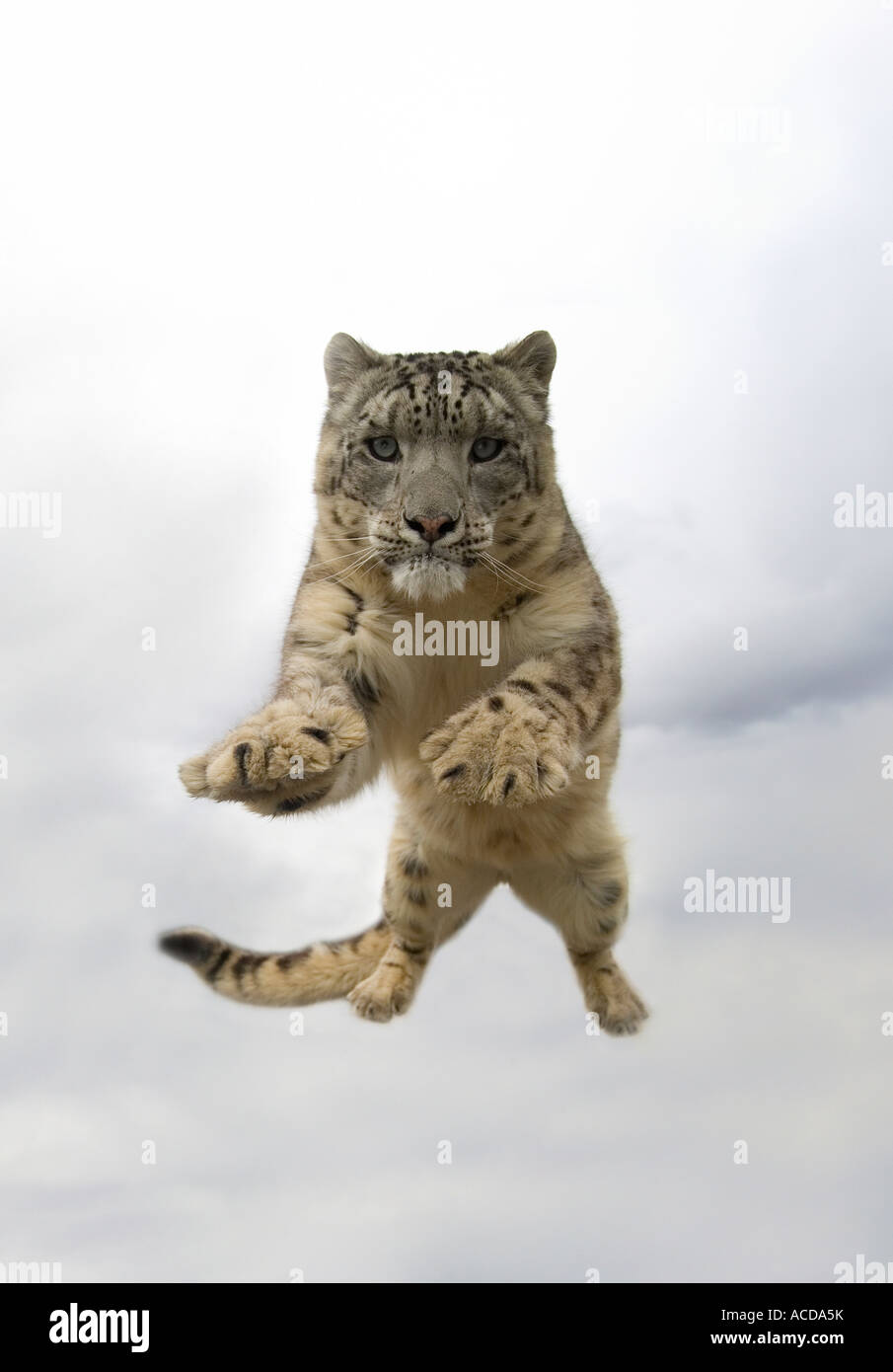 Springender leopard -Fotos und -Bildmaterial in hoher Auflösung – Alamy