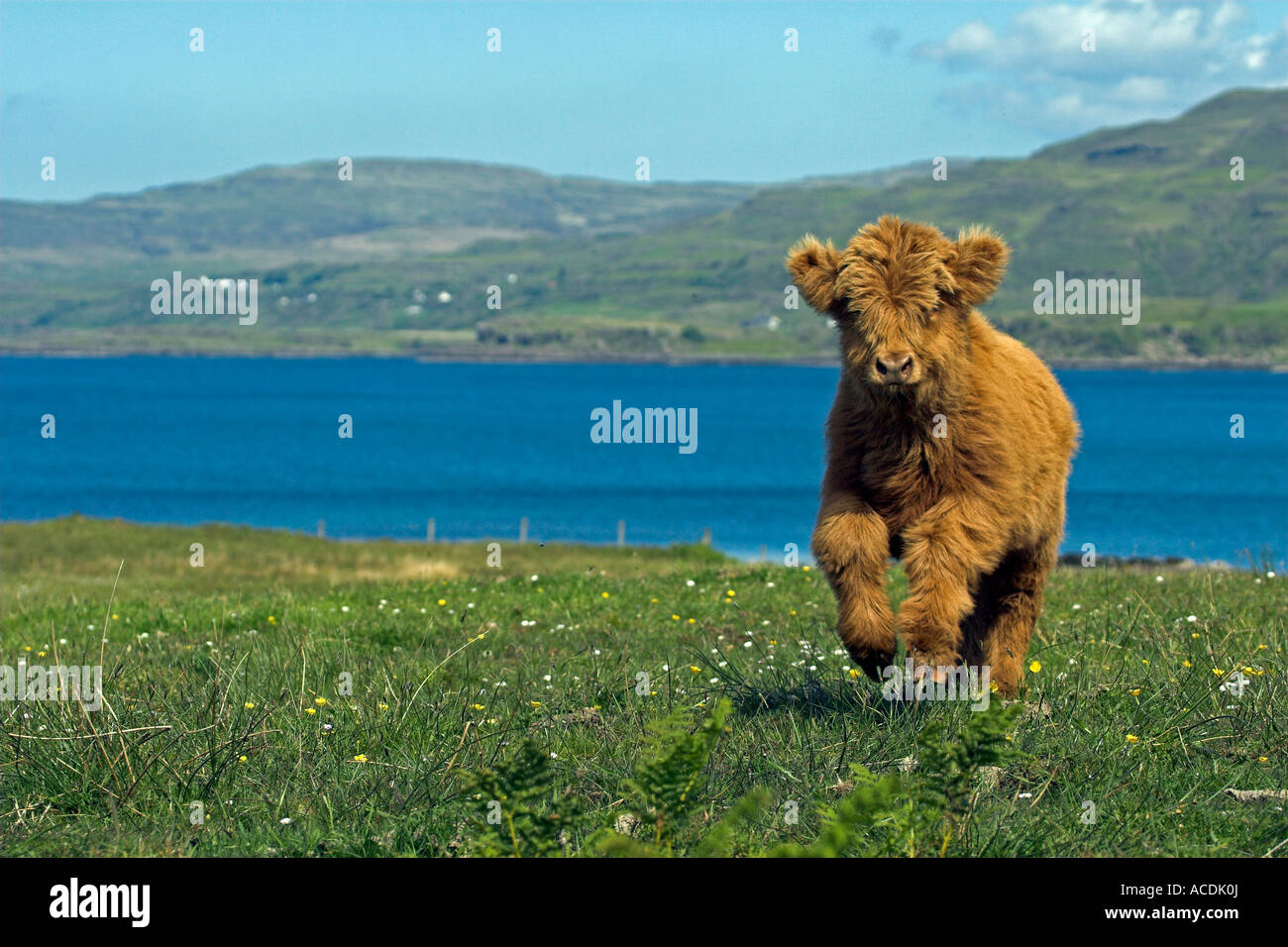 Highland Kuh Kalb in Wiese ausgeführt Stockfotografie - Alamy