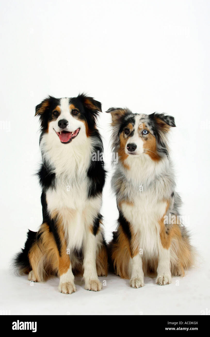 Merle tricolor -Fotos und -Bildmaterial in hoher Auflösung – Alamy