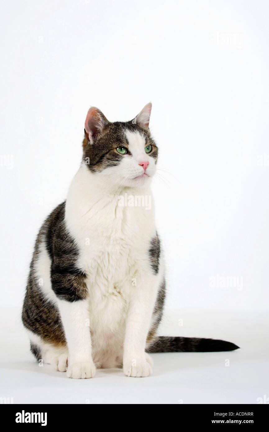 Fette katzen -Fotos und -Bildmaterial in hoher Auflösung – Alamy